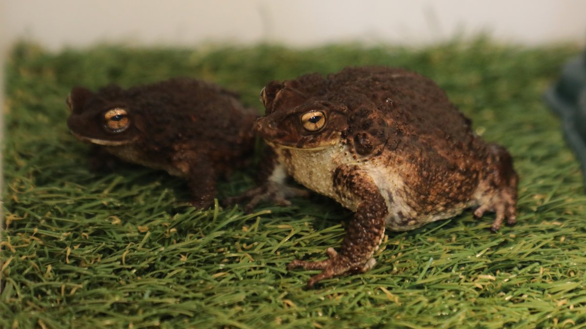 Envían sapos conchos de San Antonio a Puerto Rico – Telemundo San ...