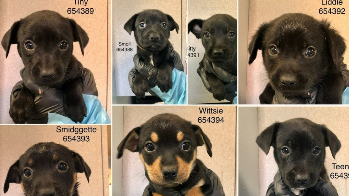 San Antonio Pets Alive! pide ayuda para 35 perros en riesgo de ser ...