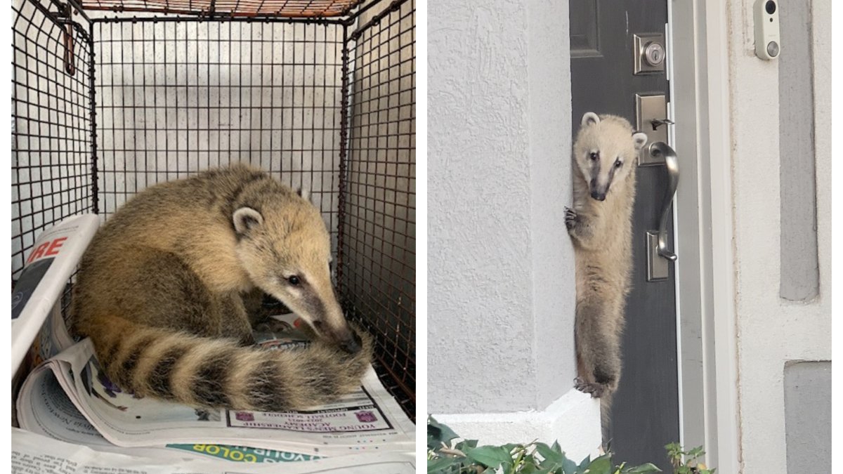 Residente de San Antonio halla un coatí, un animal exótico aferrado a ...