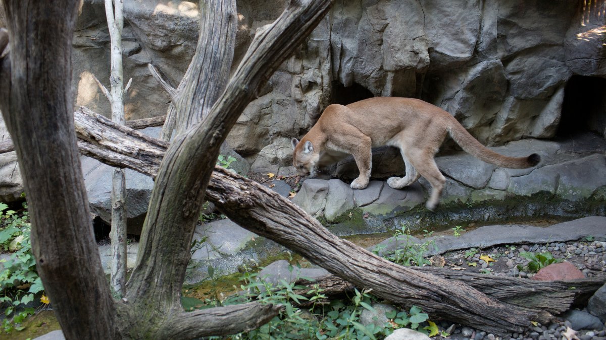 Posible avistamiento de un puma en el parque Purgatory Creek en San ...