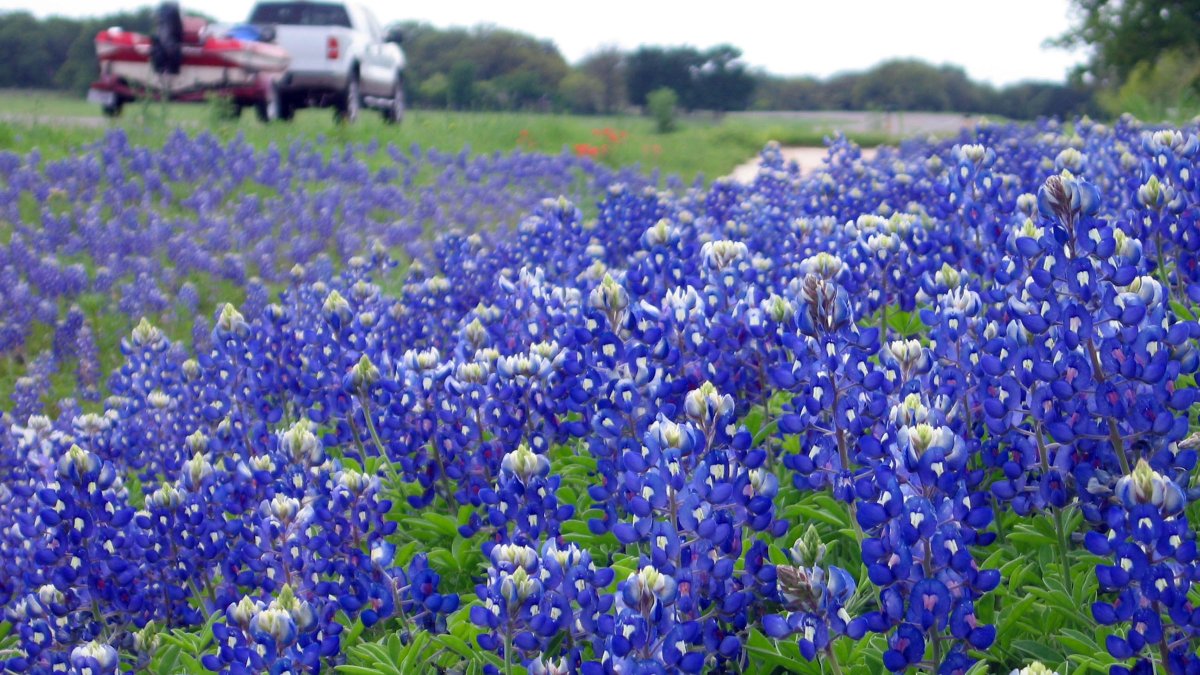 ¿Es ilegal cortar los bluebonnets en Texas? – Telemundo San Antonio (60)
