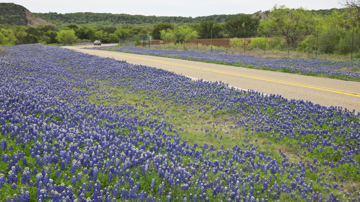 ¿Por qué florecen las bluebonnets en las carreteras de Texas? TxDOT ...