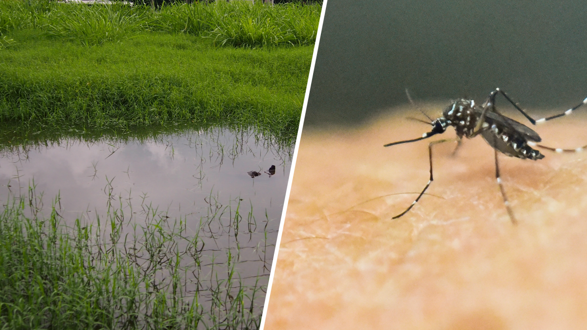 Recientes lluvias podrían traer aumento de mosquitos al centro de Texas ...