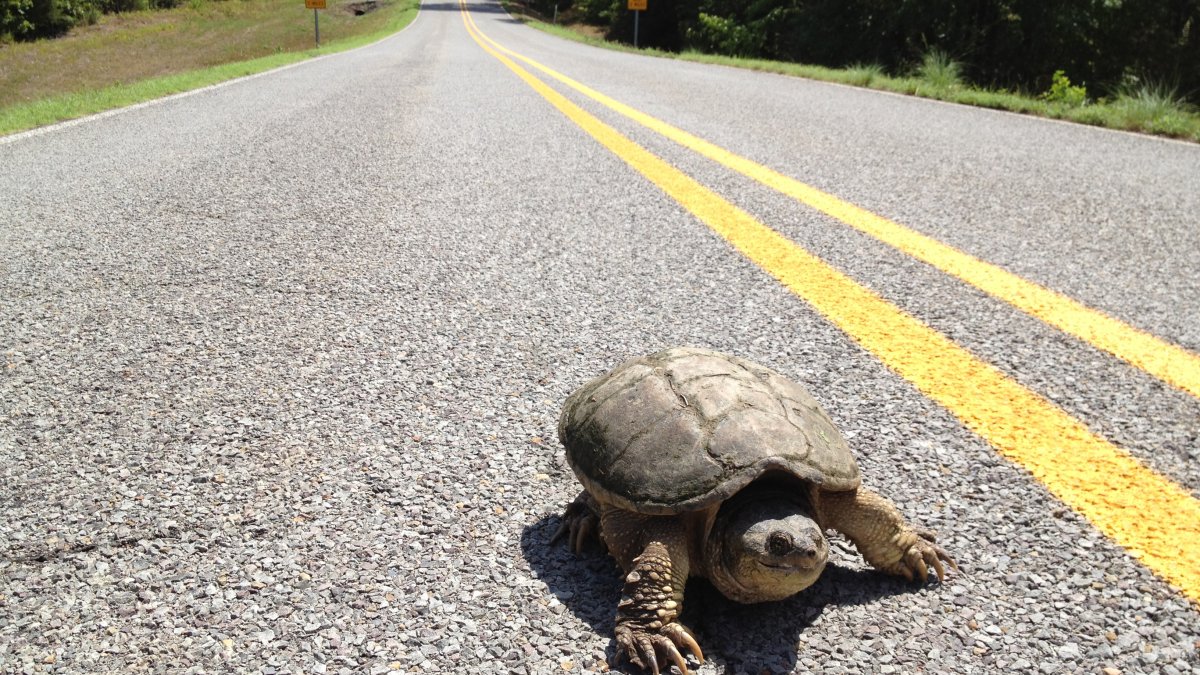 ¿Qué hacer si te topas con tortugas cruzando a la carretera en Texas ...