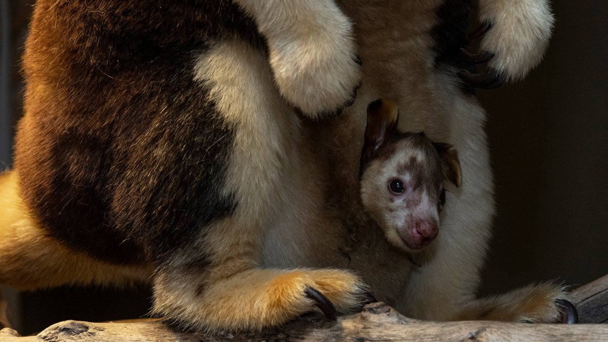 Conozca a Kikori, la nueva cangura del San Diego Safari Park ...