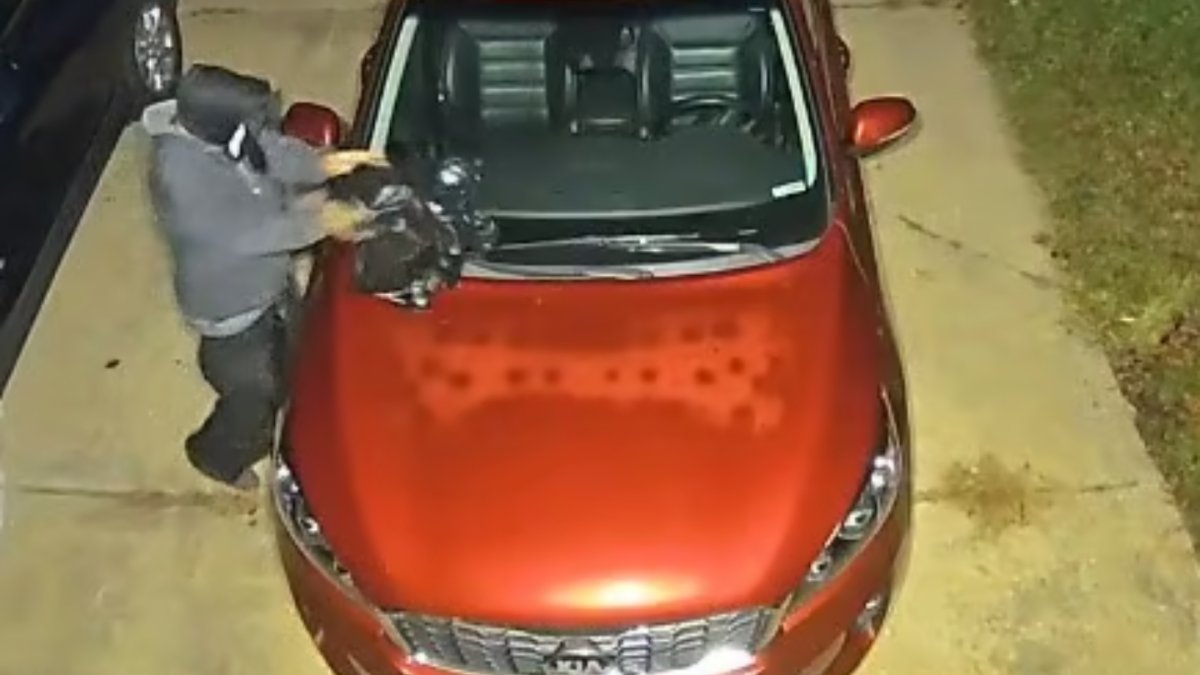 Buscan persona que colocó mapache muerto en auto de mujer en Tewksbury ...