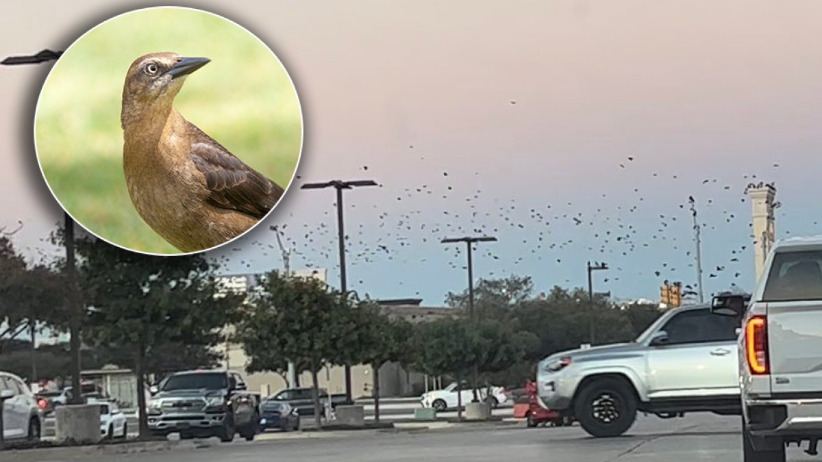 Zanates: pájaros que llenan los estacionamientos de Texas en otoño ...