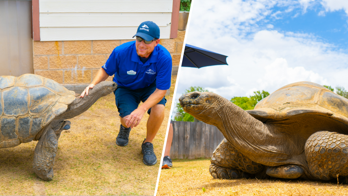 SeaWorld San Antonio recibirá una tortuga Aldabra – Telemundo San ...