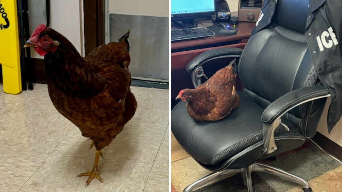 Adoptan a gallina rescatada por la policía de Hollywood Park en Texas ...