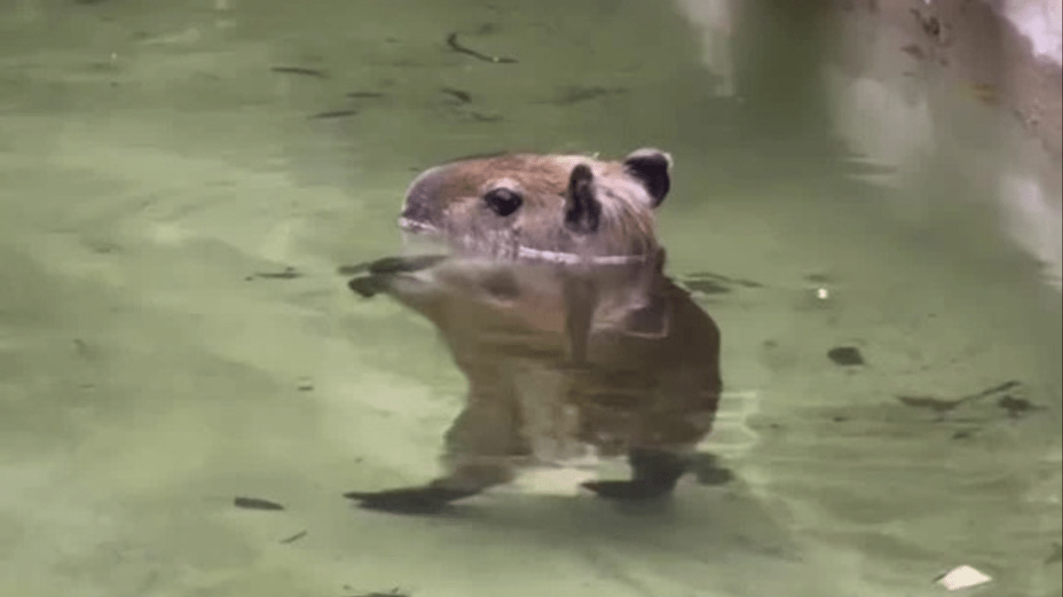 Capibara de Miami se hace viral bailando “Thriller” – Telemundo San ...