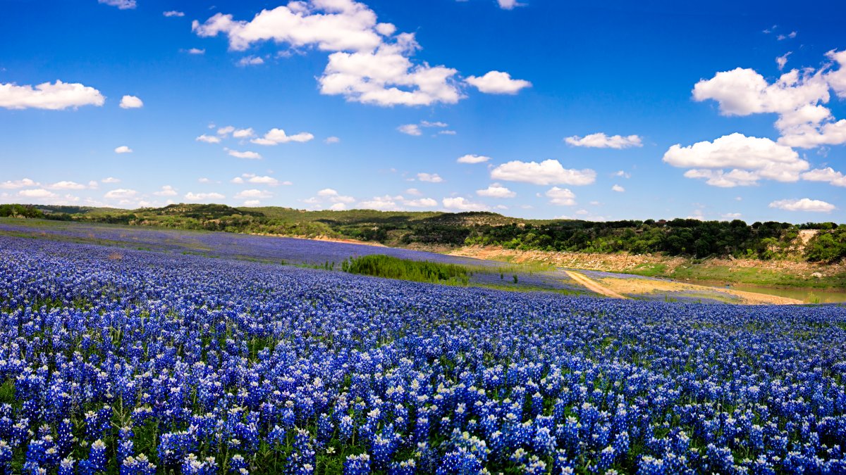¿Será un buen año para bluebonnets en Texas? – Telemundo San Antonio (60)