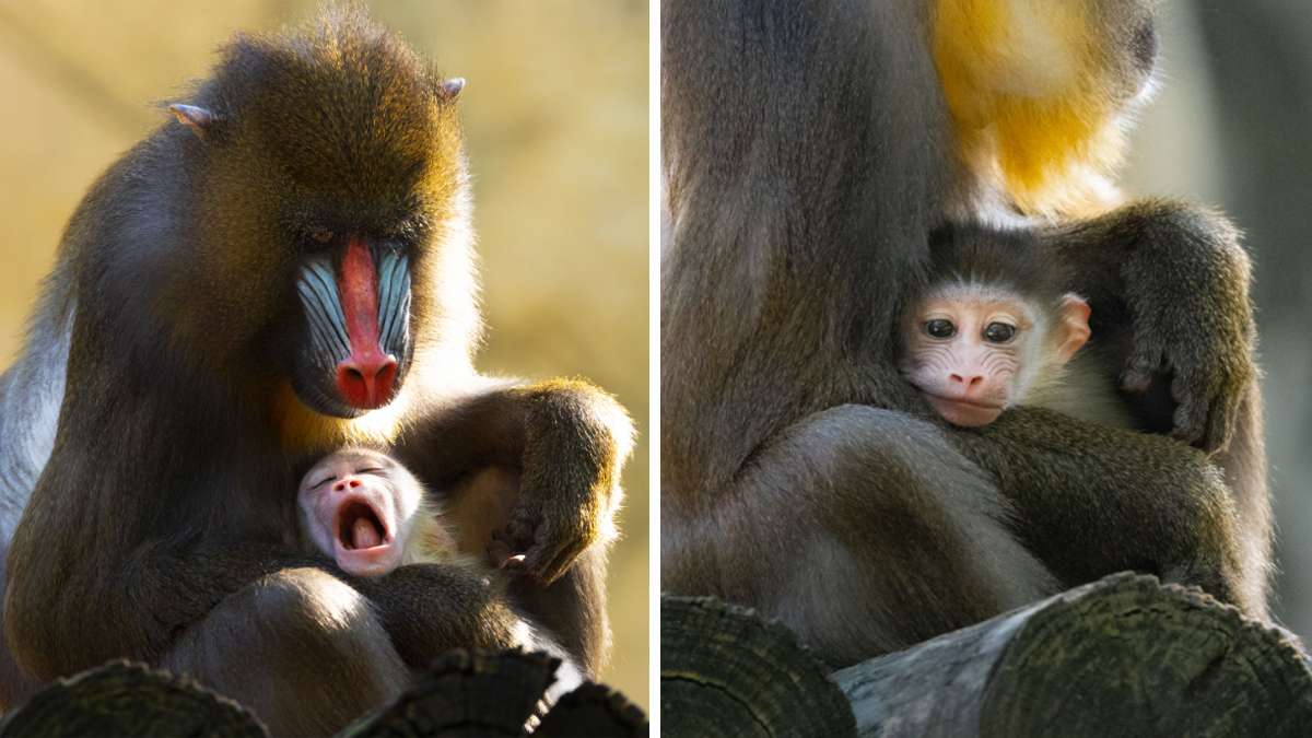 Nace una mandril en el zoológico de Fort Worth – Telemundo San Antonio (60)