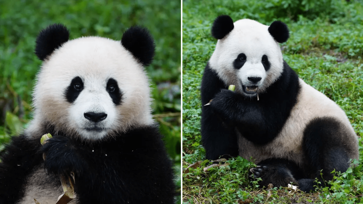 Pareja de pandas inicia su viaje al Zoológico Nacional de DC ...