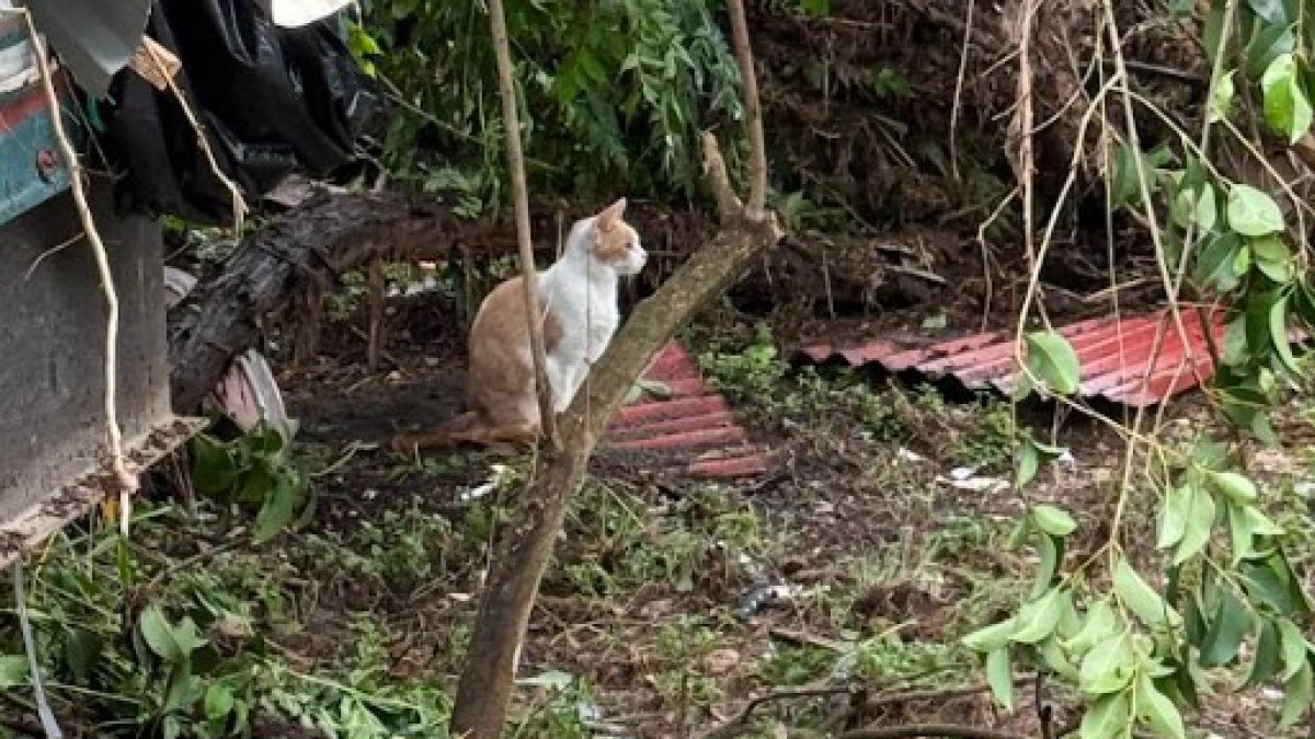 Mascotas desplazadas por inundaciones serán puestas a salvo – Telemundo ...