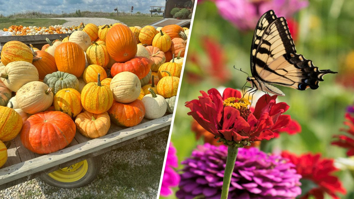 Huertos de calabazas cerca de San Antonio – Telemundo San Antonio (60)